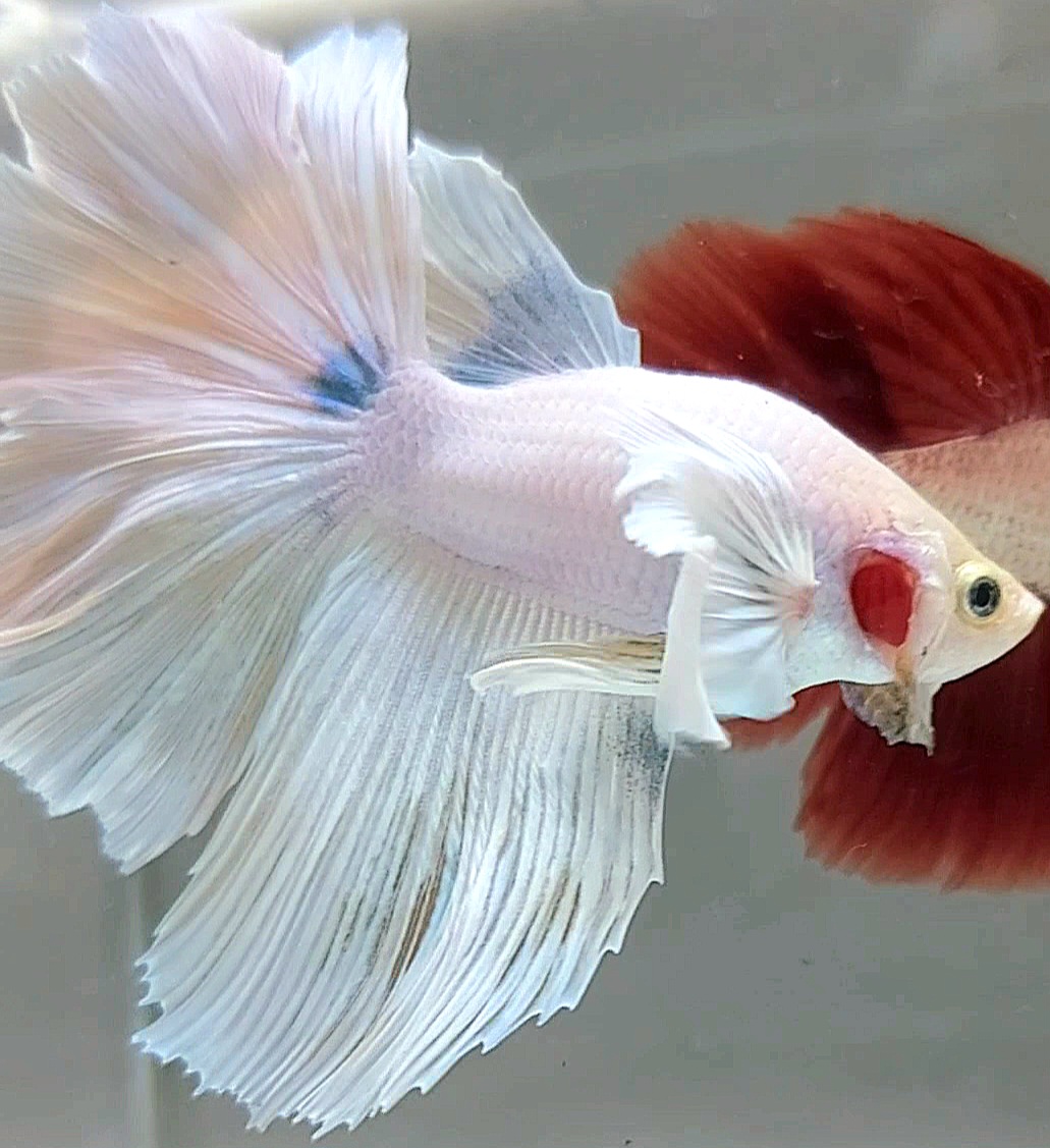 Koleksi Cupang Bandung - HALFMOON DUMBO EAR (not balance) ROSETAIL ...