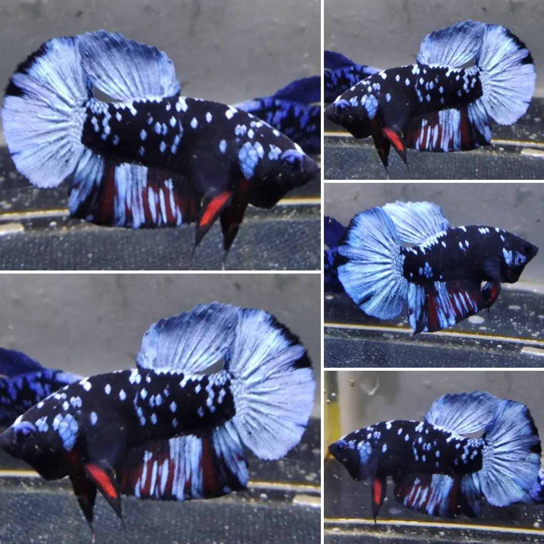 Buy Betta avatar grey super grade, Fish & Livestock Online in Singapore