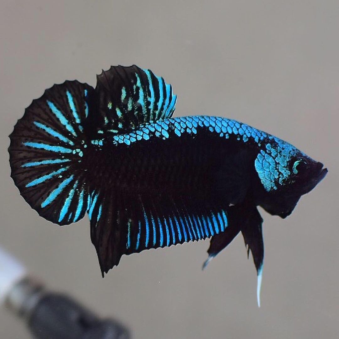 Rainbow fish collection - Betta blue samurai