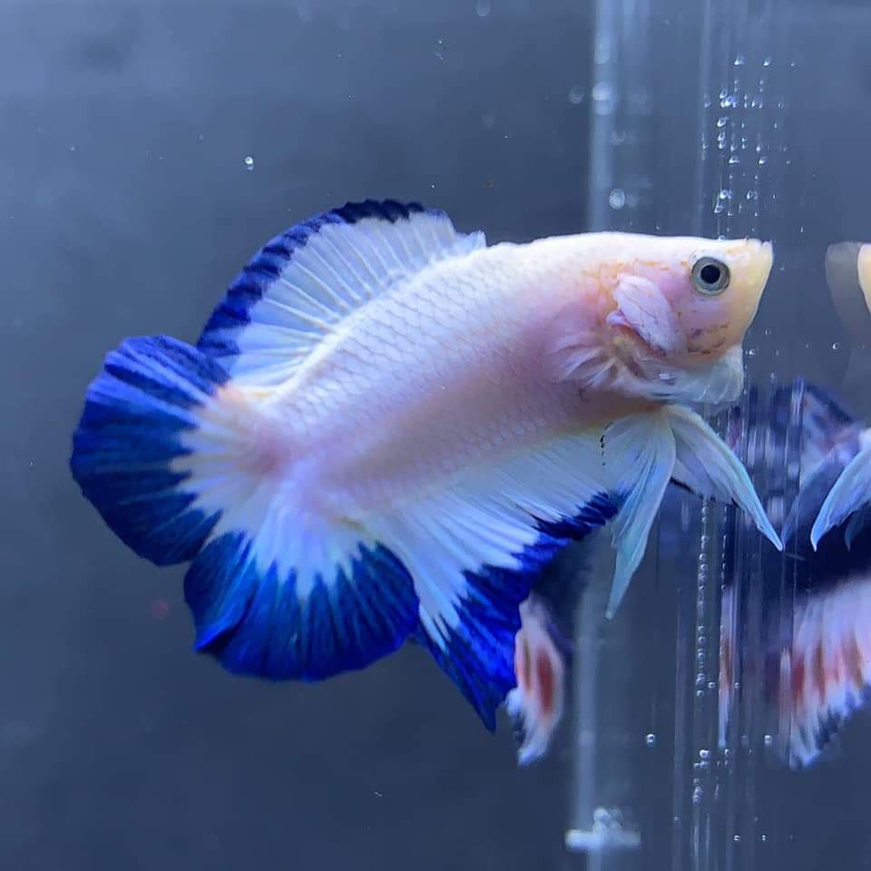 Buy Betta pkdt blue rim, Fish & Livestock Online in Singapore