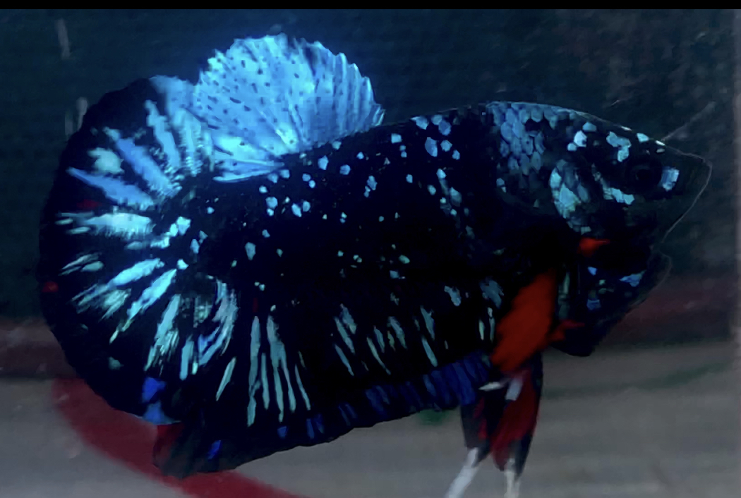 Sadirabetta2020 - Avatar nebula