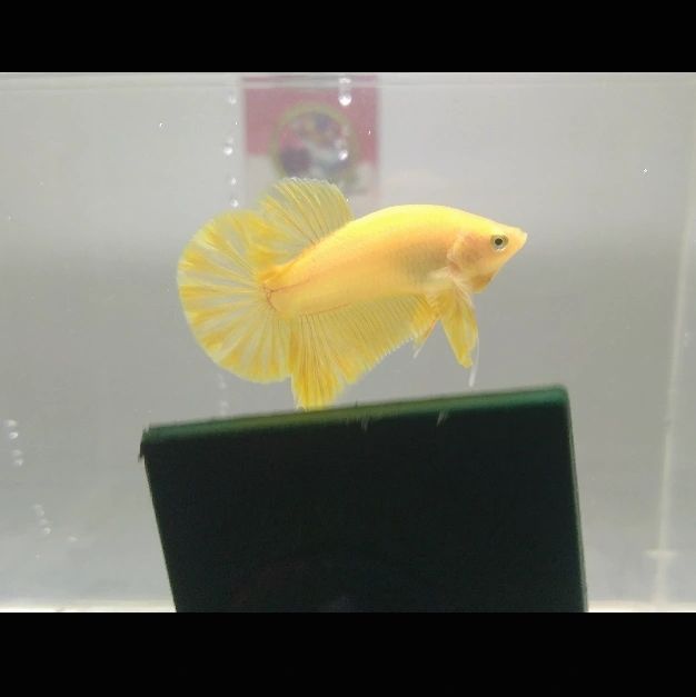 Buy Betta yellow solid banana, Fish & Livestock Online in Singapore