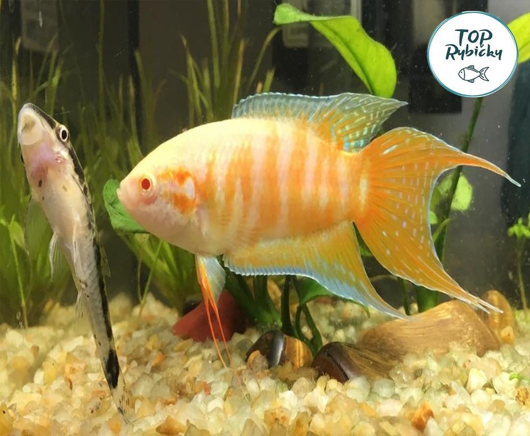 Rainbow fish collection - Macropodus albino paradise fish albino