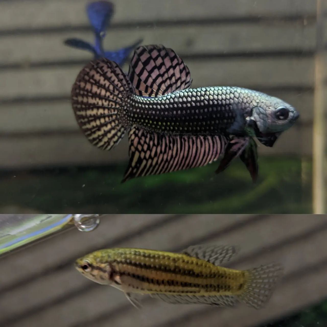 Rainbow fish collection - Betta alien cooper