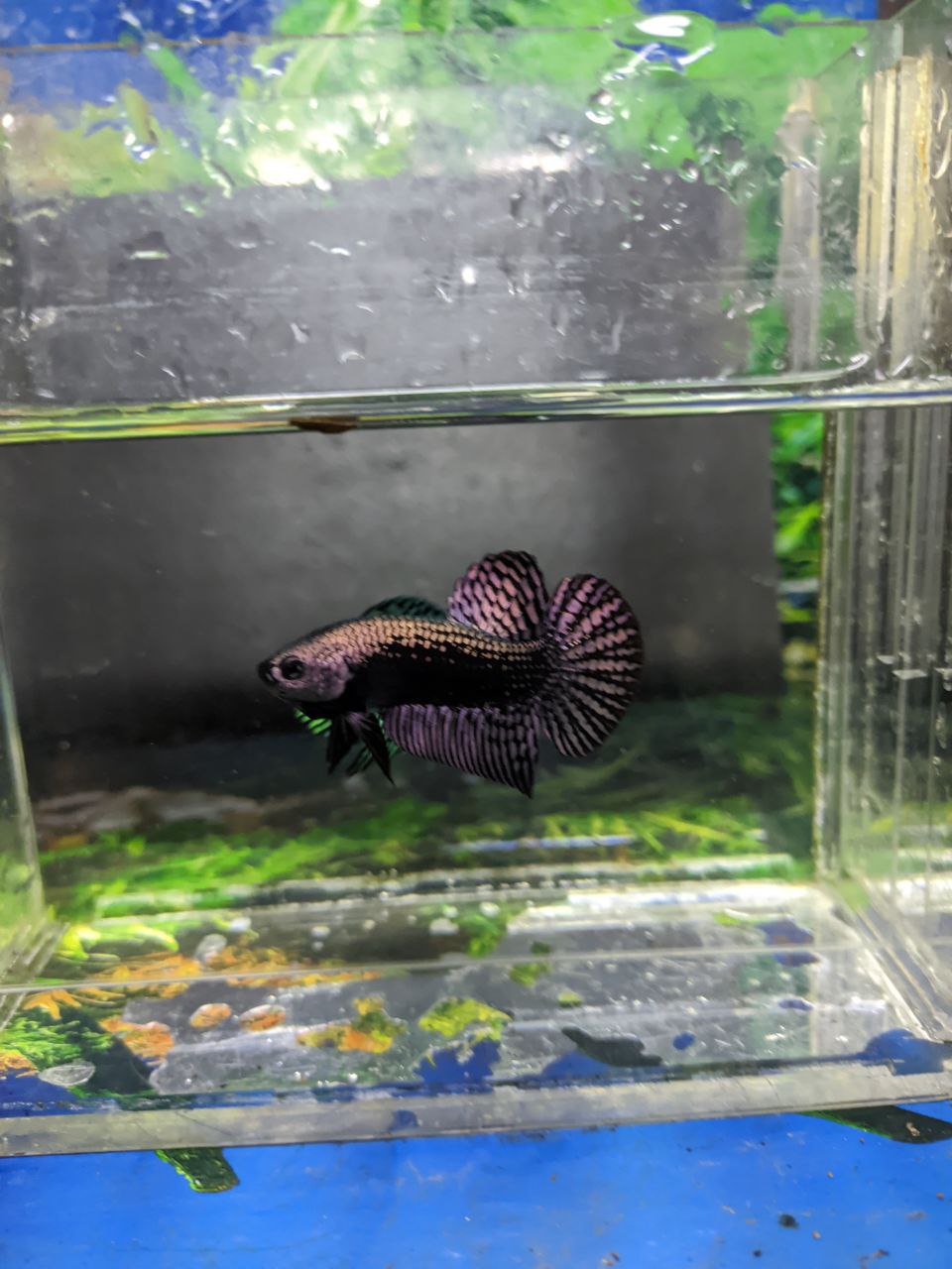 Rainbow fish collection - Betta alien samurai