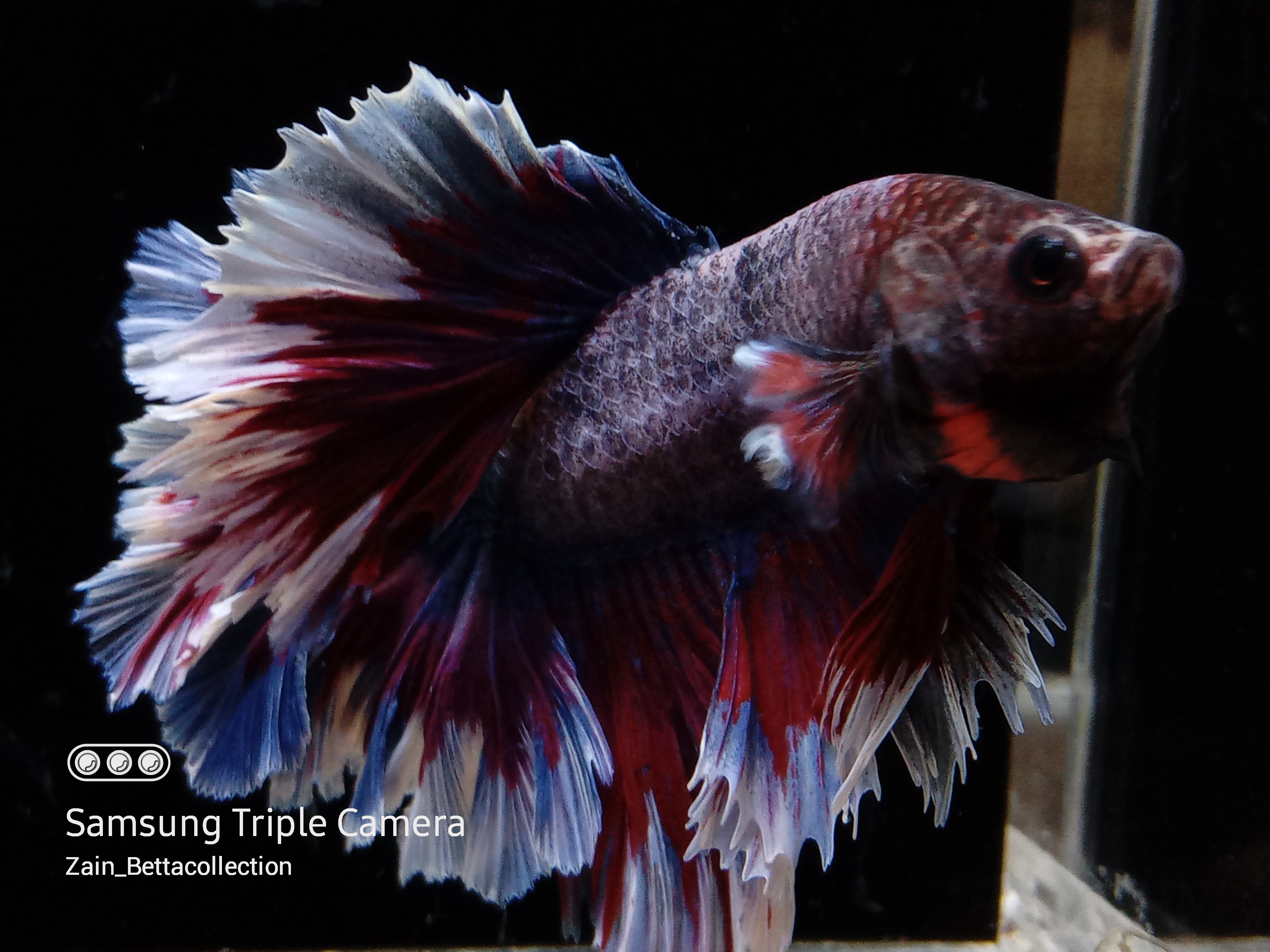 Triple Tail Betta