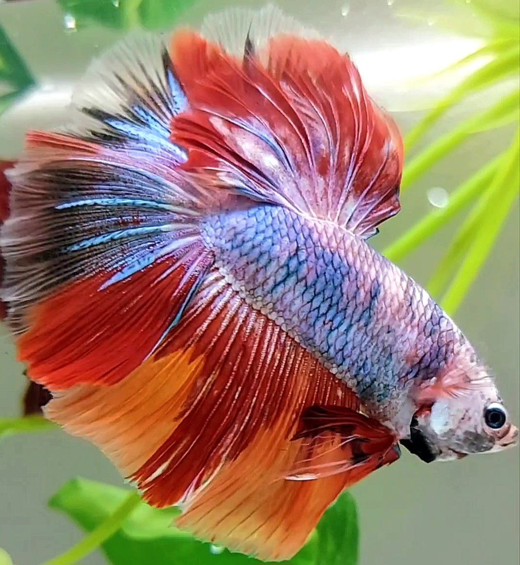 Koleksi Cupang Bandung - HALFMOON ROSETAIL NEMO CANDY MULTICOLOR BETTA FISH