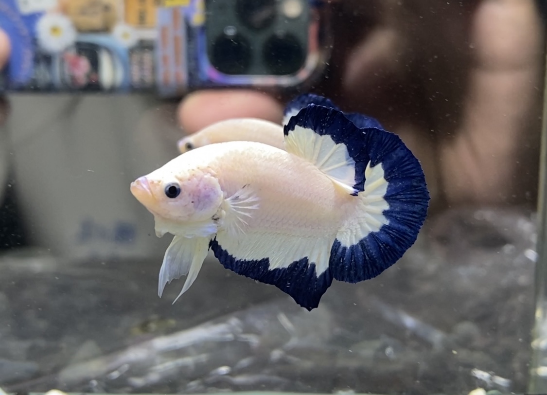 Buy Blue Rim, Fish & Livestock Online in Singapore