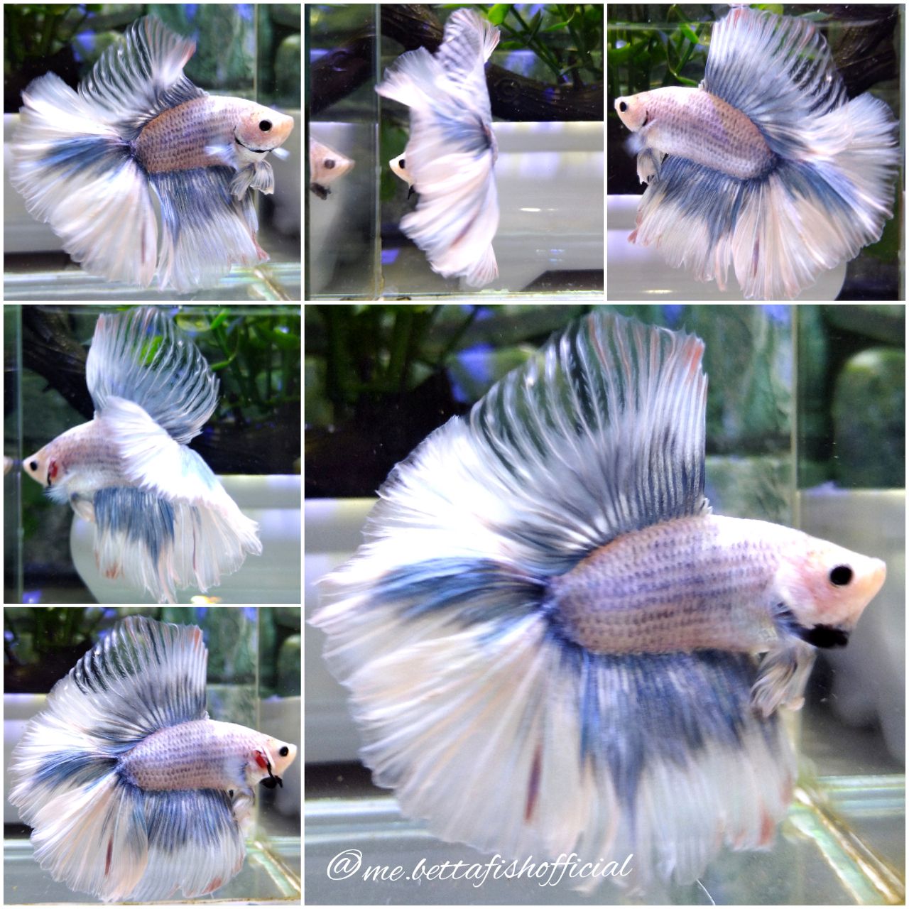 @me.bettafishofficial - Over Halfmoon Double Tail Grizzle ( Mohawk Style)