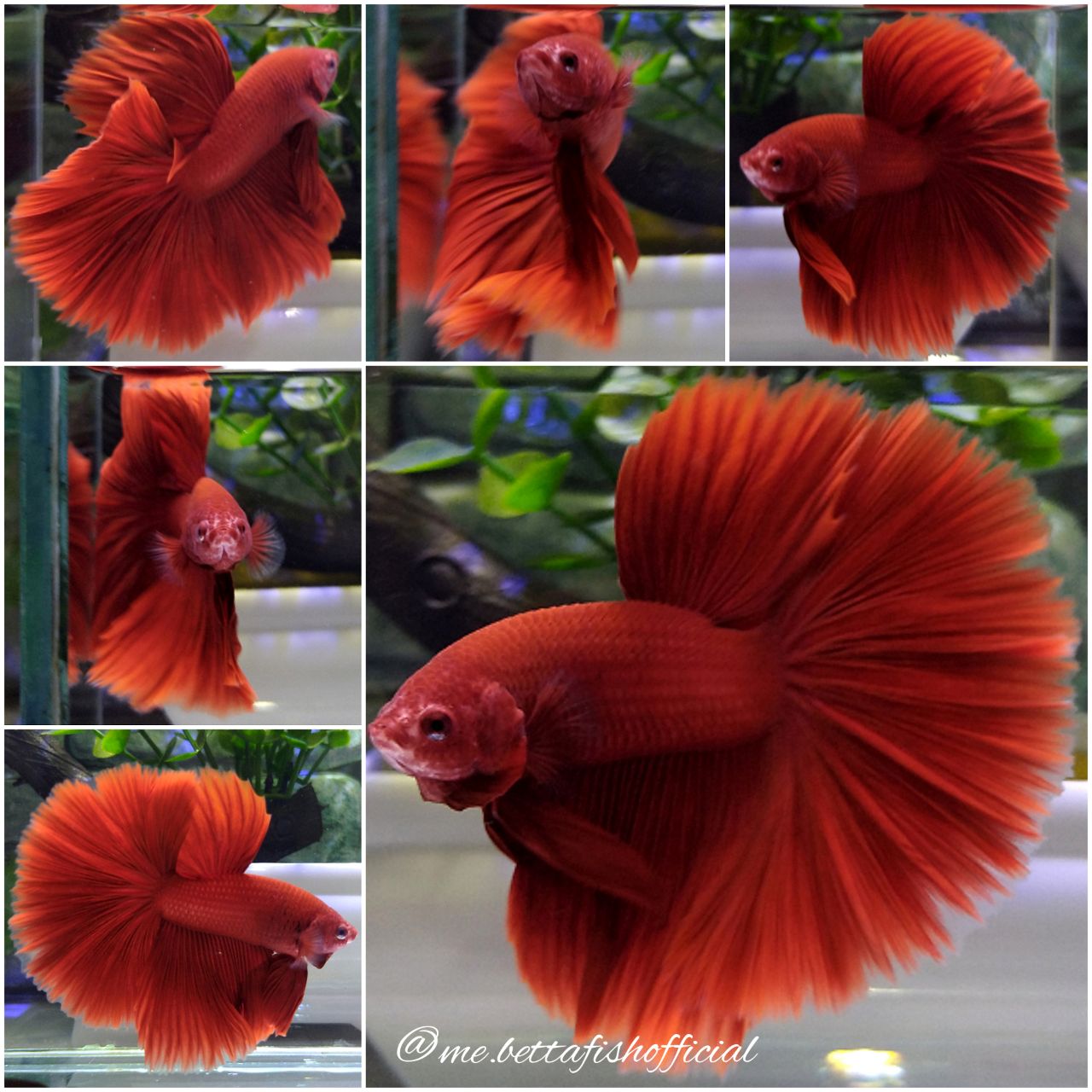 @me.bettafishofficial - Over Halfmoon Rosetail Super Red