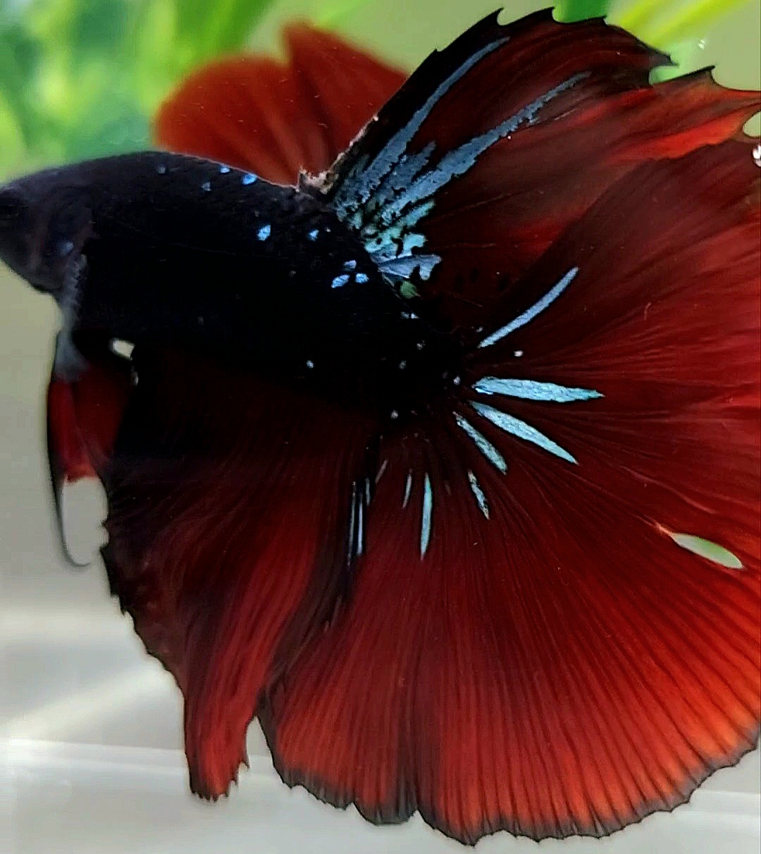 Koleksi Cupang Bandung - HALFMOON ROSETAIL BLACK GALAXY COPPER RED ...