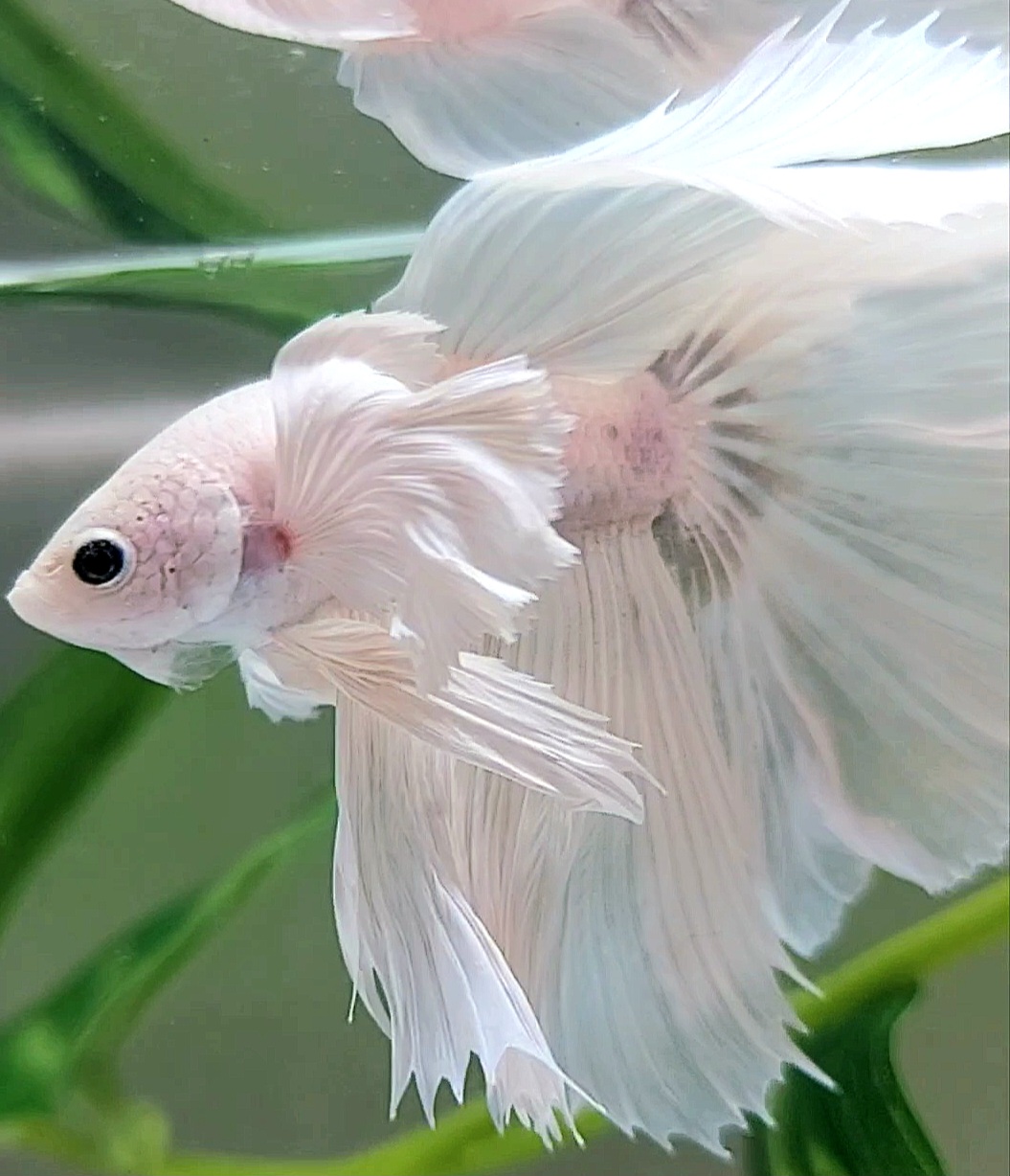 Koleksi Cupang Bandung - "PEGASUS" HALFMOON SUPER DUMBO EAR OVERTAIL ...