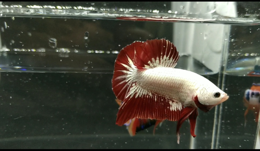 zay bettafish - Red dragon hmpk