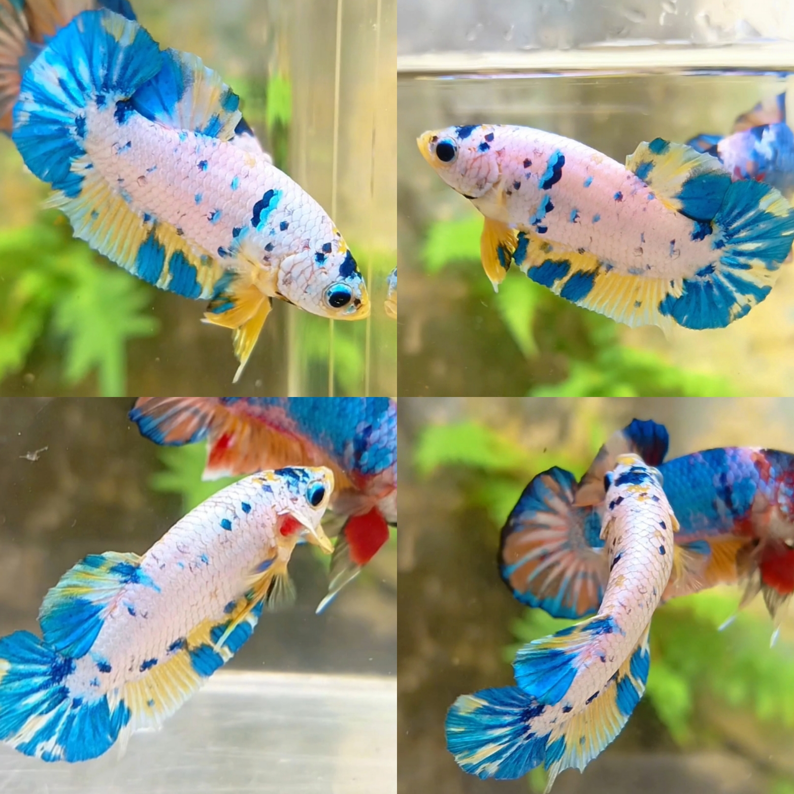 Nusabettaindo.id - MARBLE DOT BETTAFISH