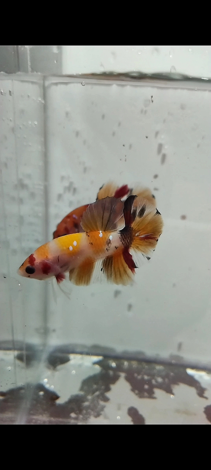 BettaCupima - Multycolour betta yellow base