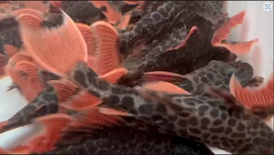 AngelHub Aquatics Boon Keng - Super Red L600/LDA073 Leopard Cactus ...