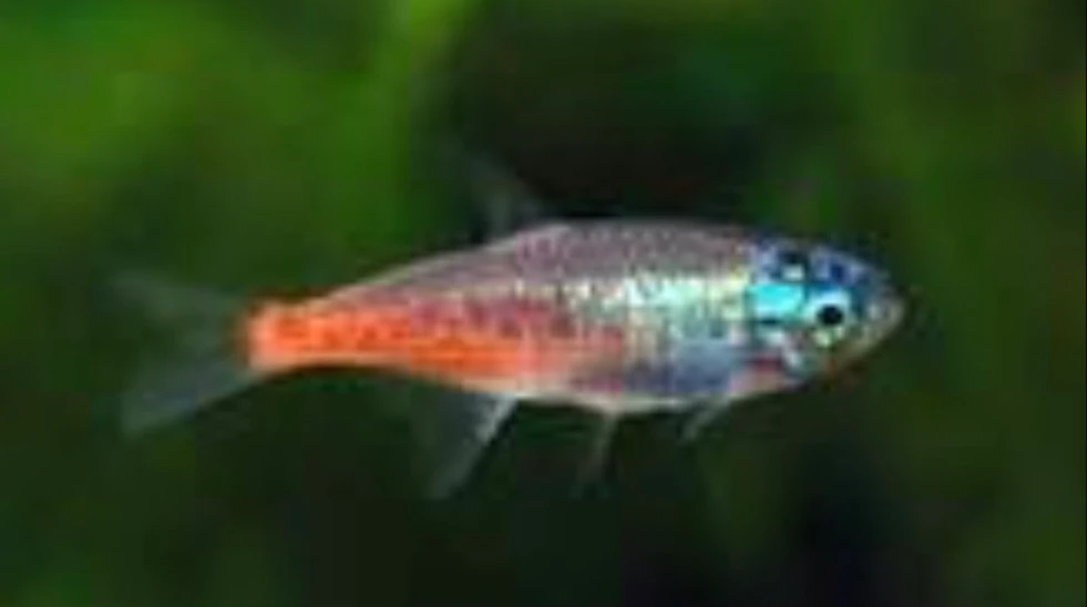 Buy Diamond Head Neon Tetra, Fish & Livestock Online in Singapore