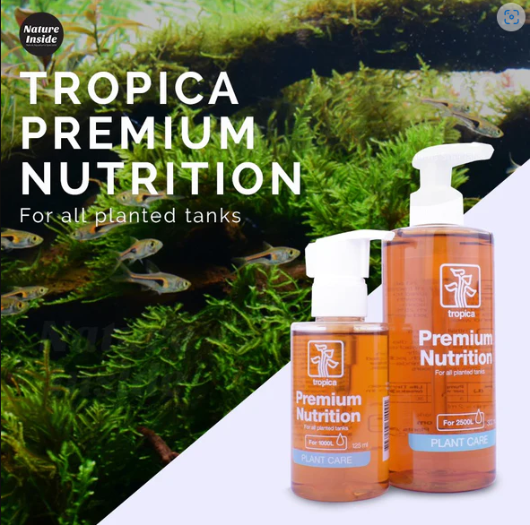 Iven Betta Bukit Timah Clementi - Tropica Premium Nutrition