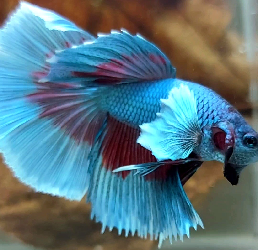 Blue Halfmoon Betta