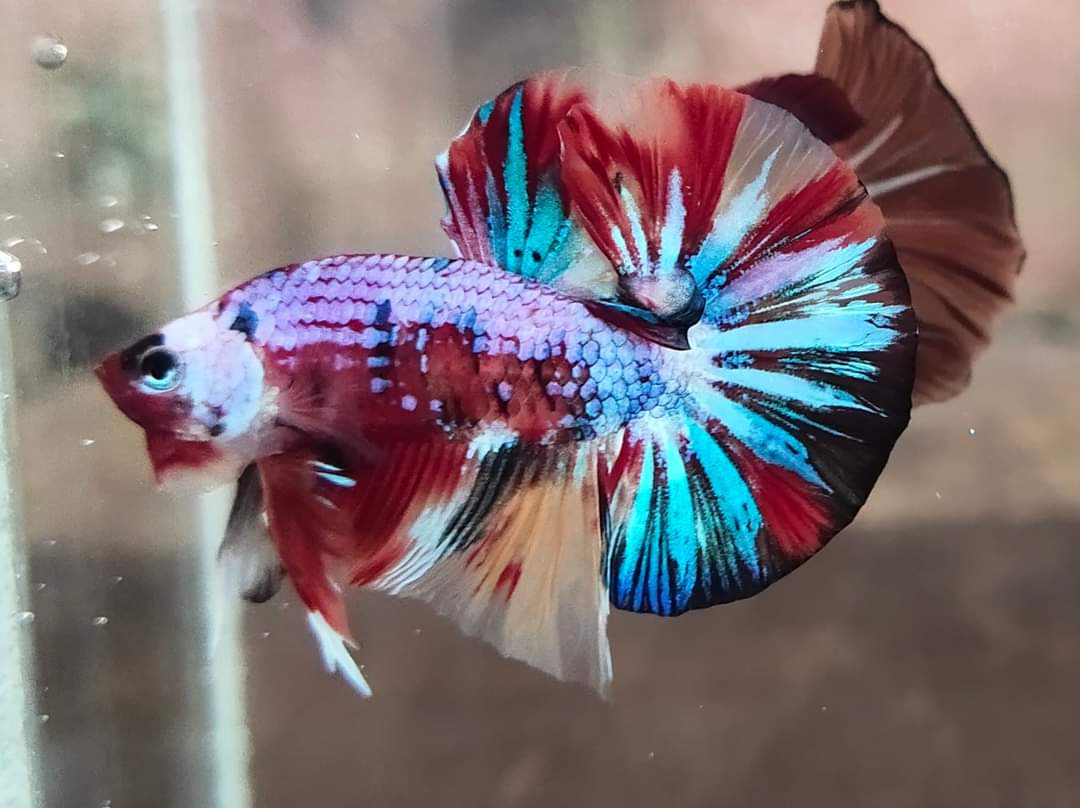 Rainbow fish collection - BETTA HMPK AOC COMP GRADE