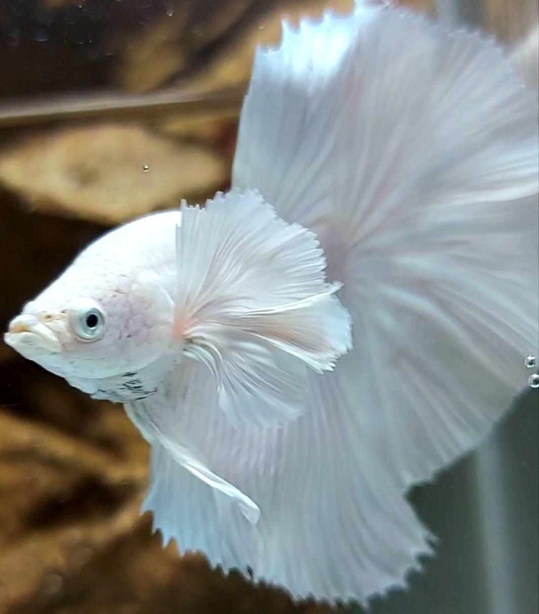 Koleksi Cupang Bandung - "PEGASUS" HALFMOON SUPER DUMBO EAR ROSETAIL ...