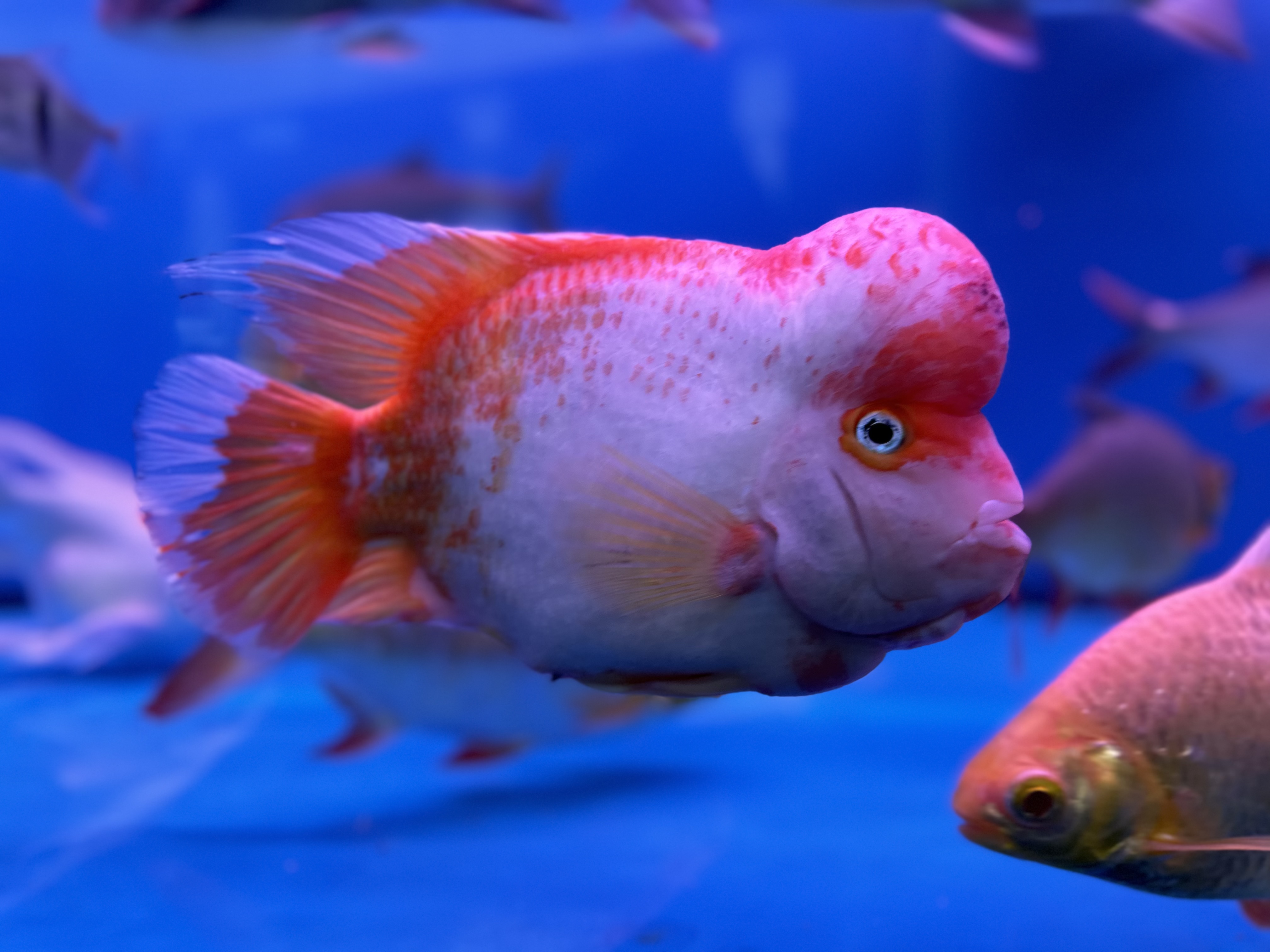 PH Se7en Aquatics - King Kong Parrot