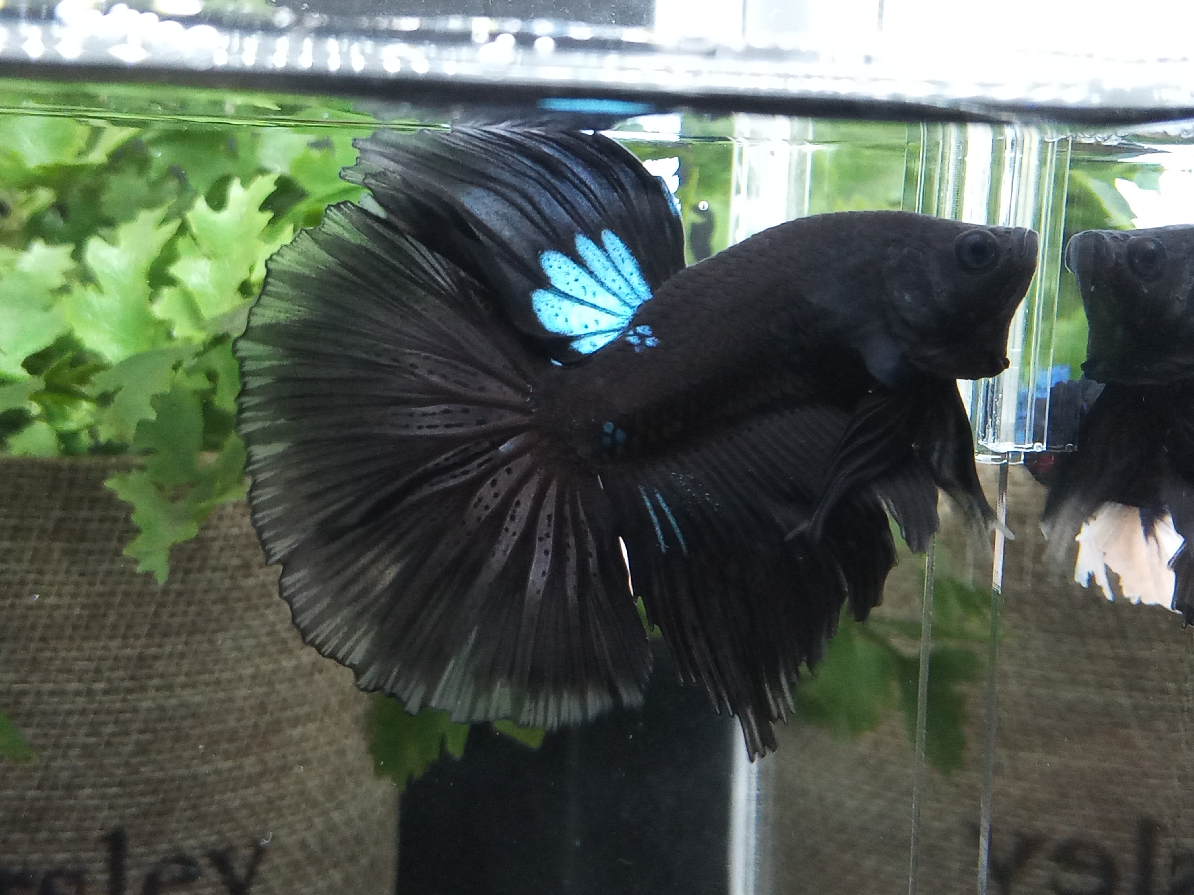 Zain Betta - Halfmoon Rosetail Avatar