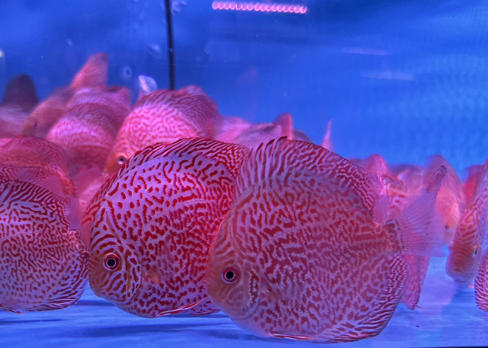 PH Se7en Aquatics - Golden Turquoise Spotted Giant Discus