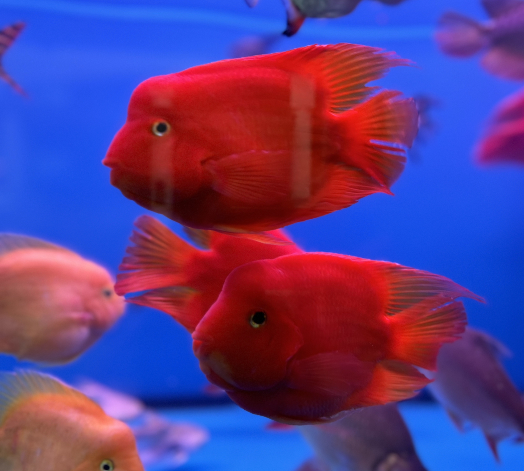 PH Se7en Aquatics - King Kong Parrot - Small