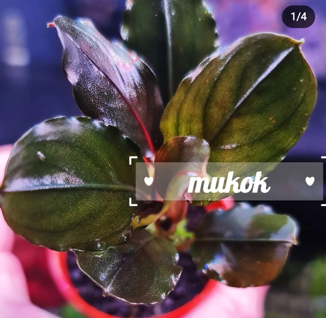 The 181 Aquarium - Bucephalandra Mukok