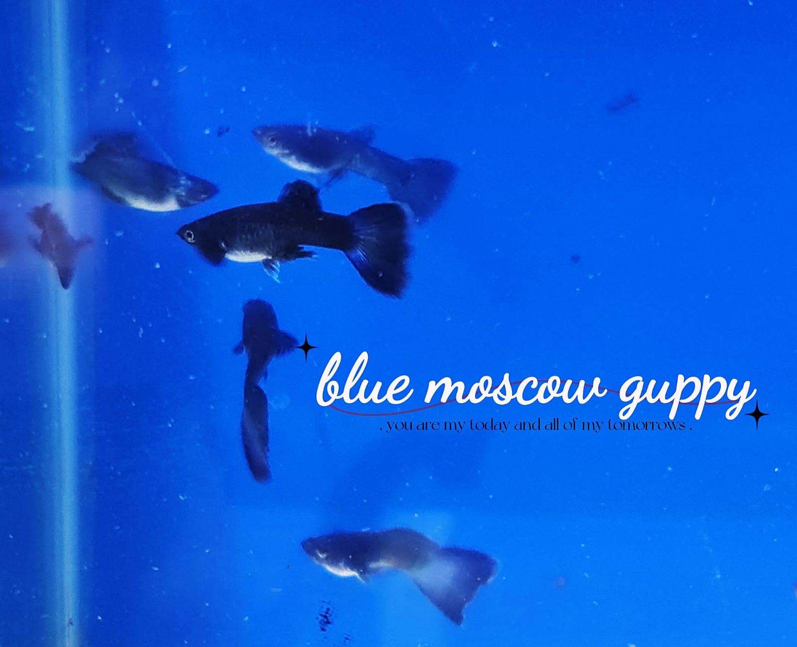 The 181 Aquarium - Blue Moscow Guppy (Male)