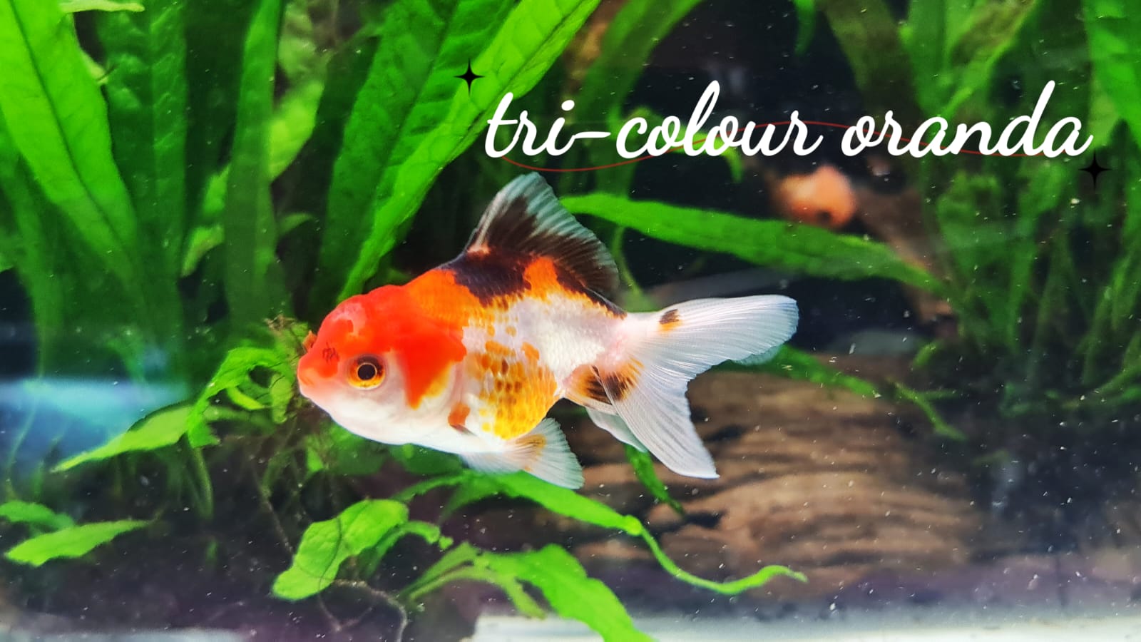 The 181 Aquarium - Tri-Colour Oranda