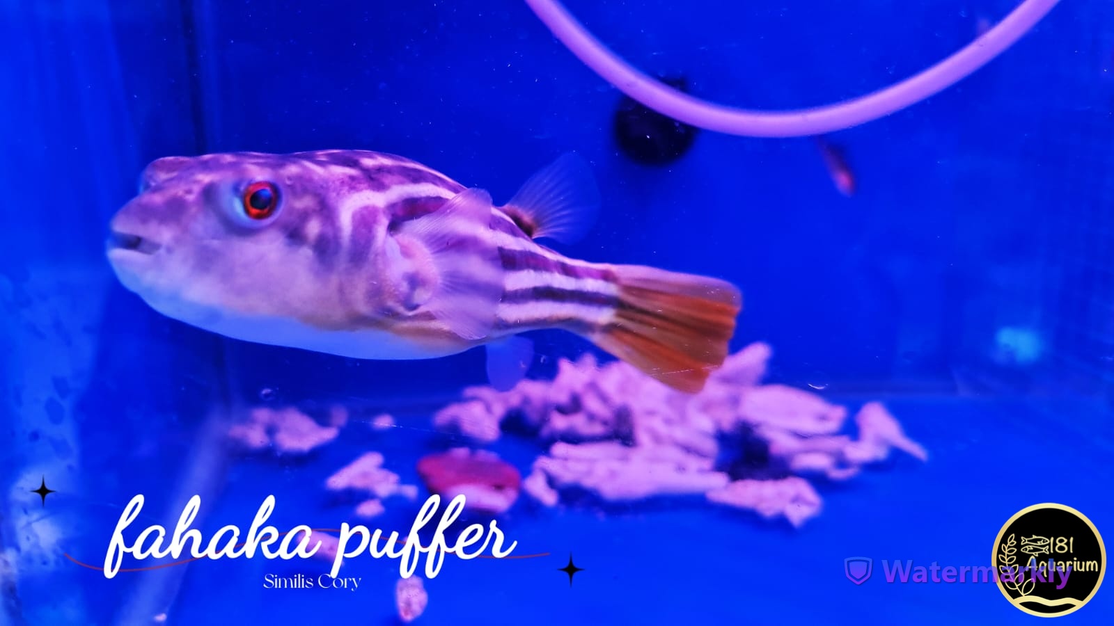 Fahaka Puffer Full Grown