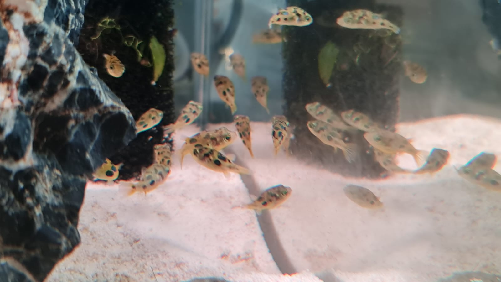 The 181 Aquarium - Pea Puffer