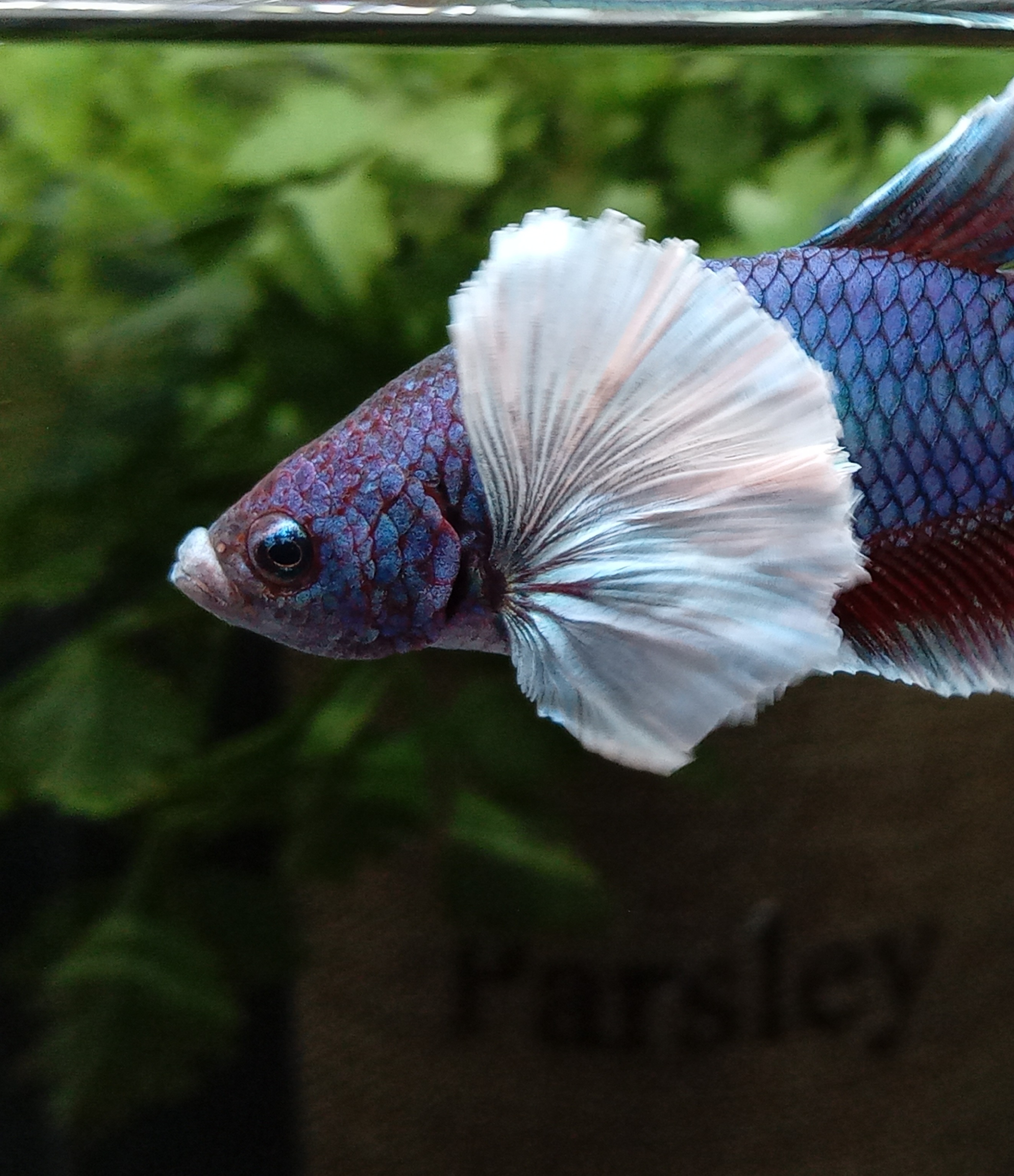 Zain Betta - Dumbo Ear Betta Fish