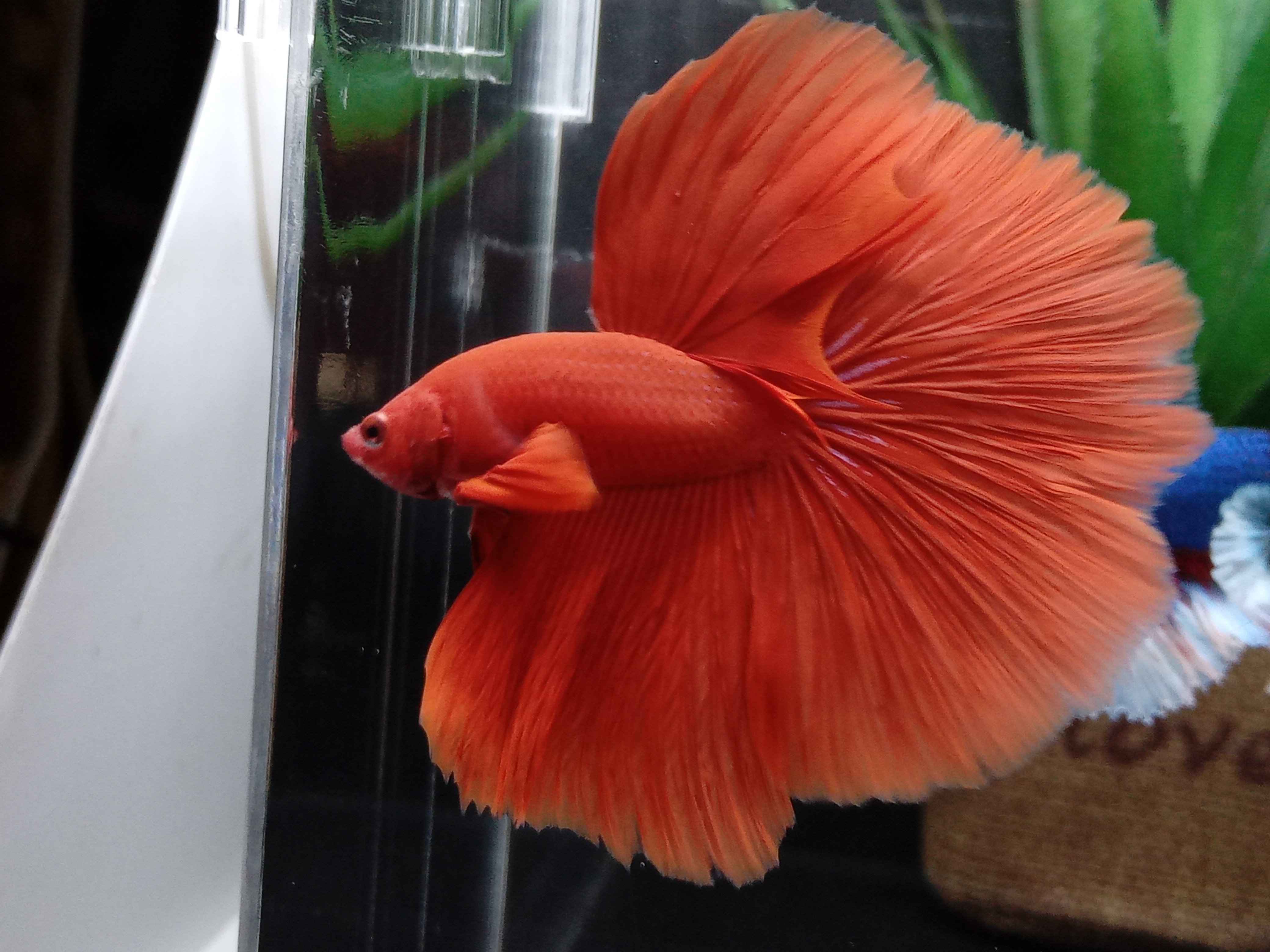 Buy Betta Halfmoon Super Red, Fish & Livestock Online in Singapore