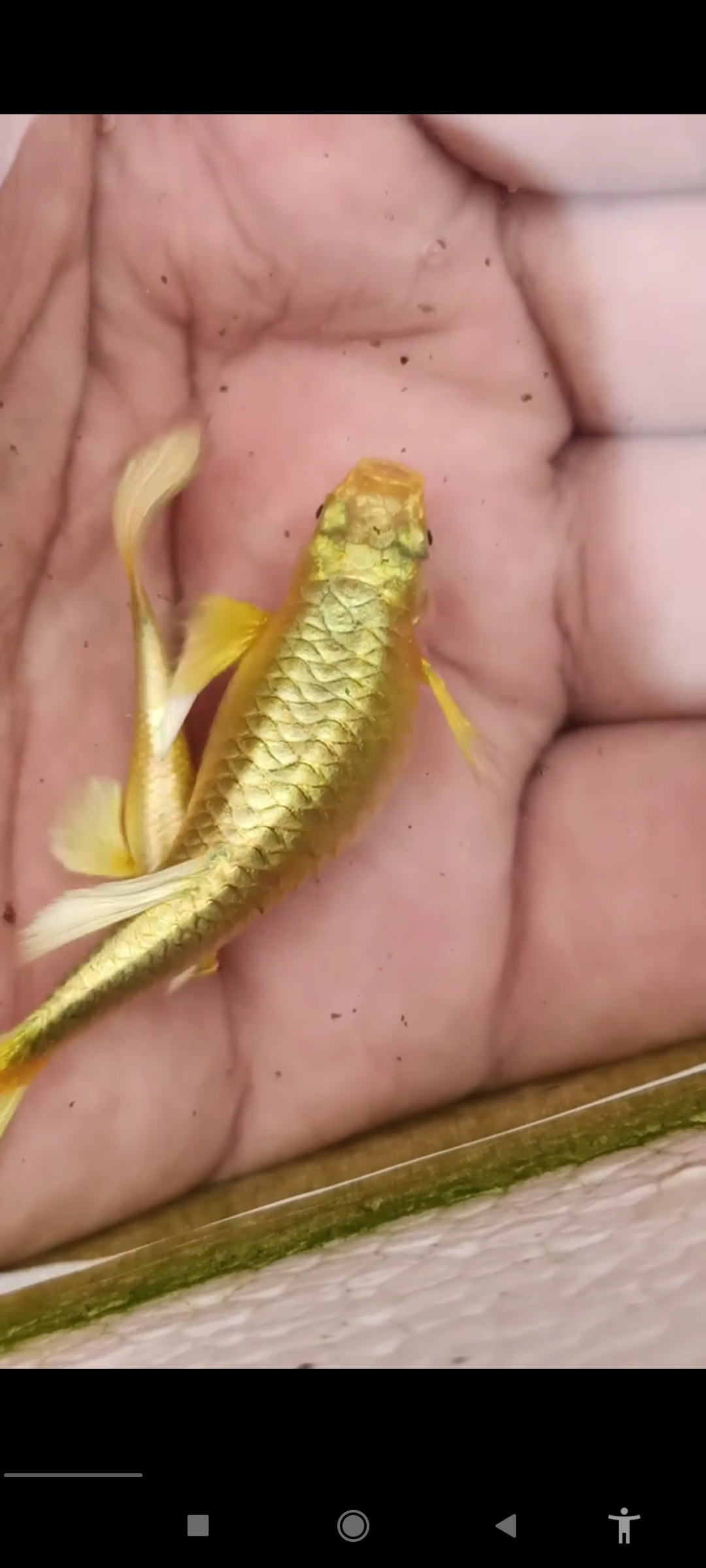 Rainbow fish collection - Full gold guppy