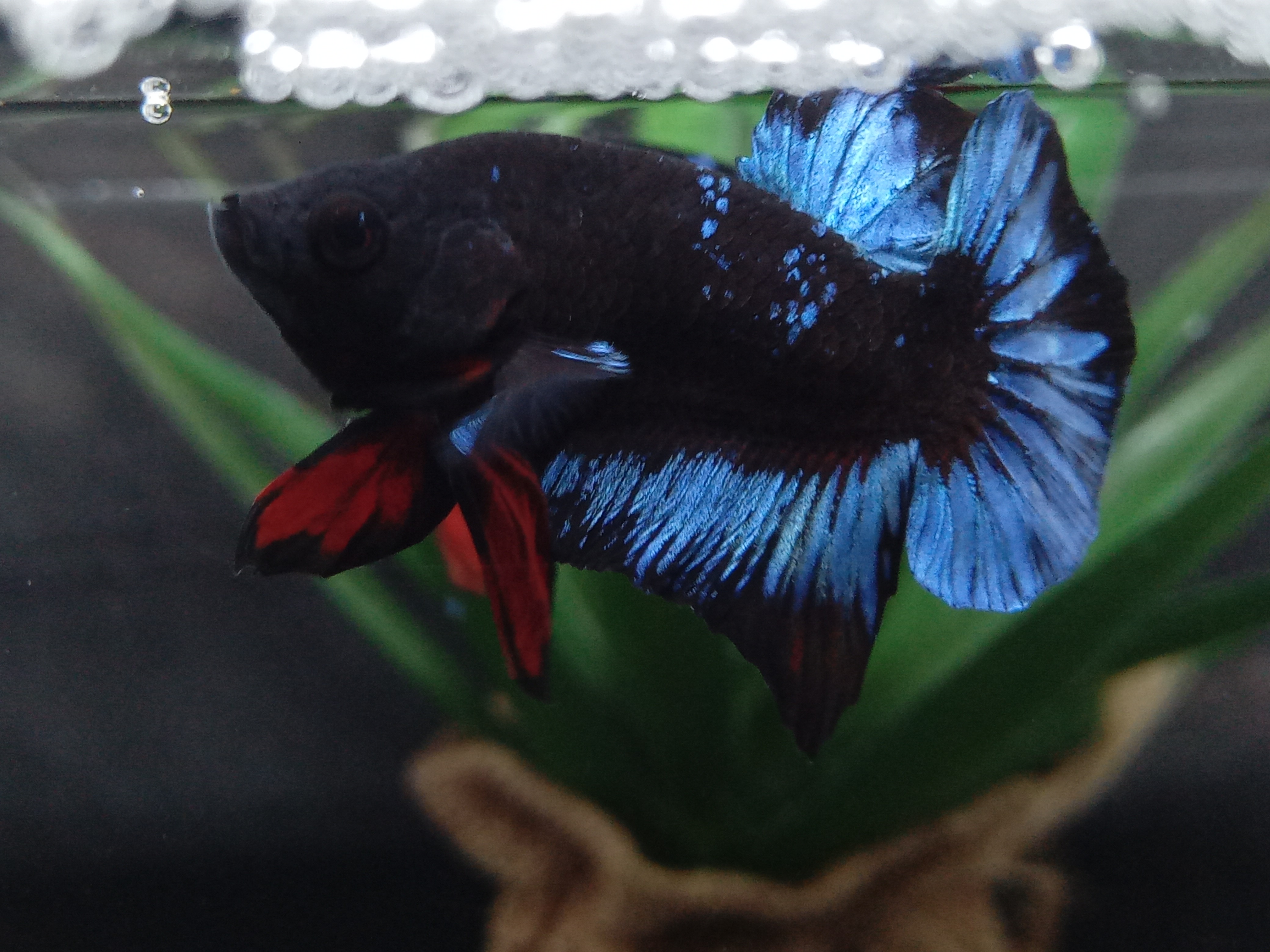 Zain Betta - Avatar Betta Fish