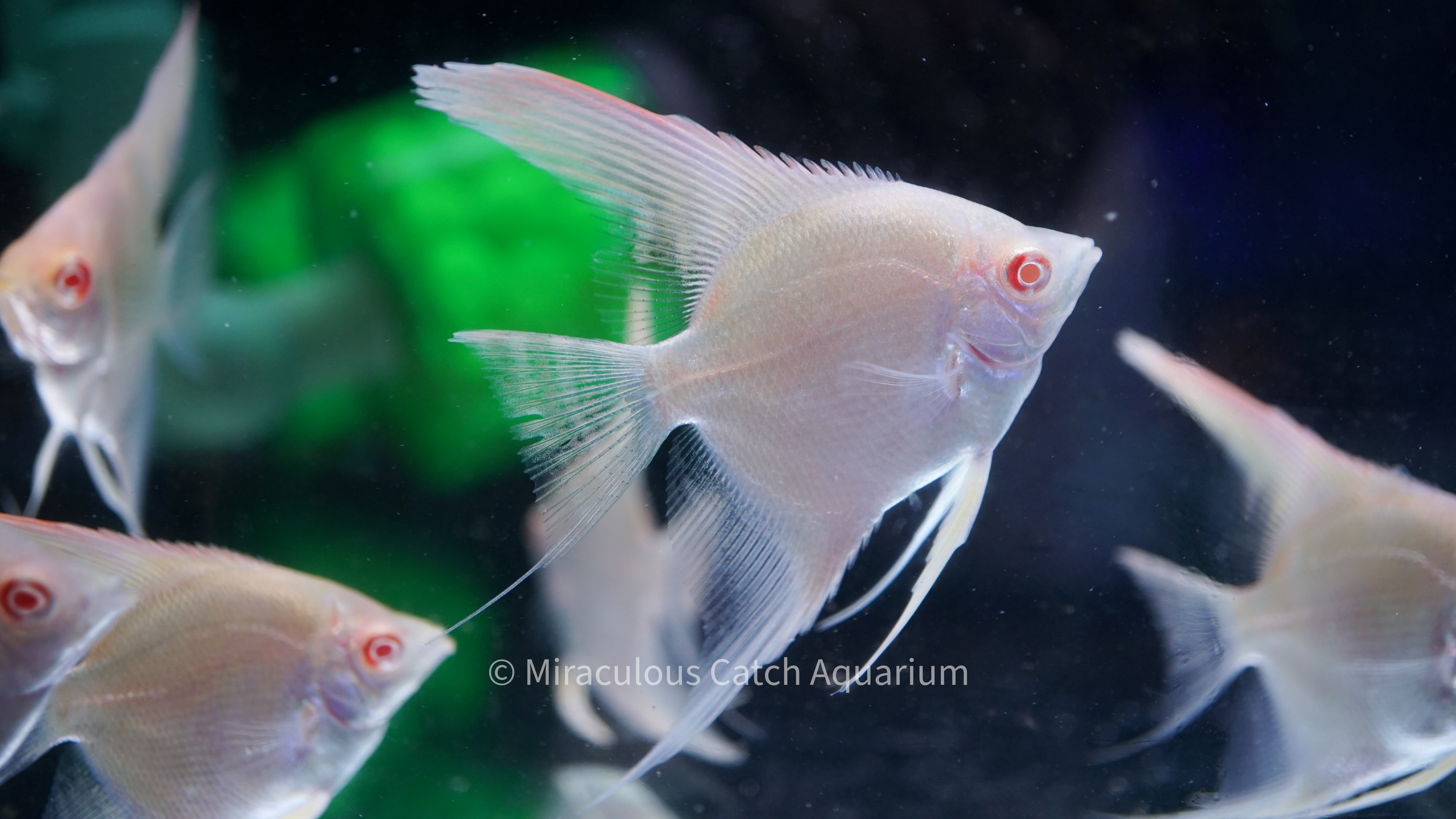 German Red Angelfish