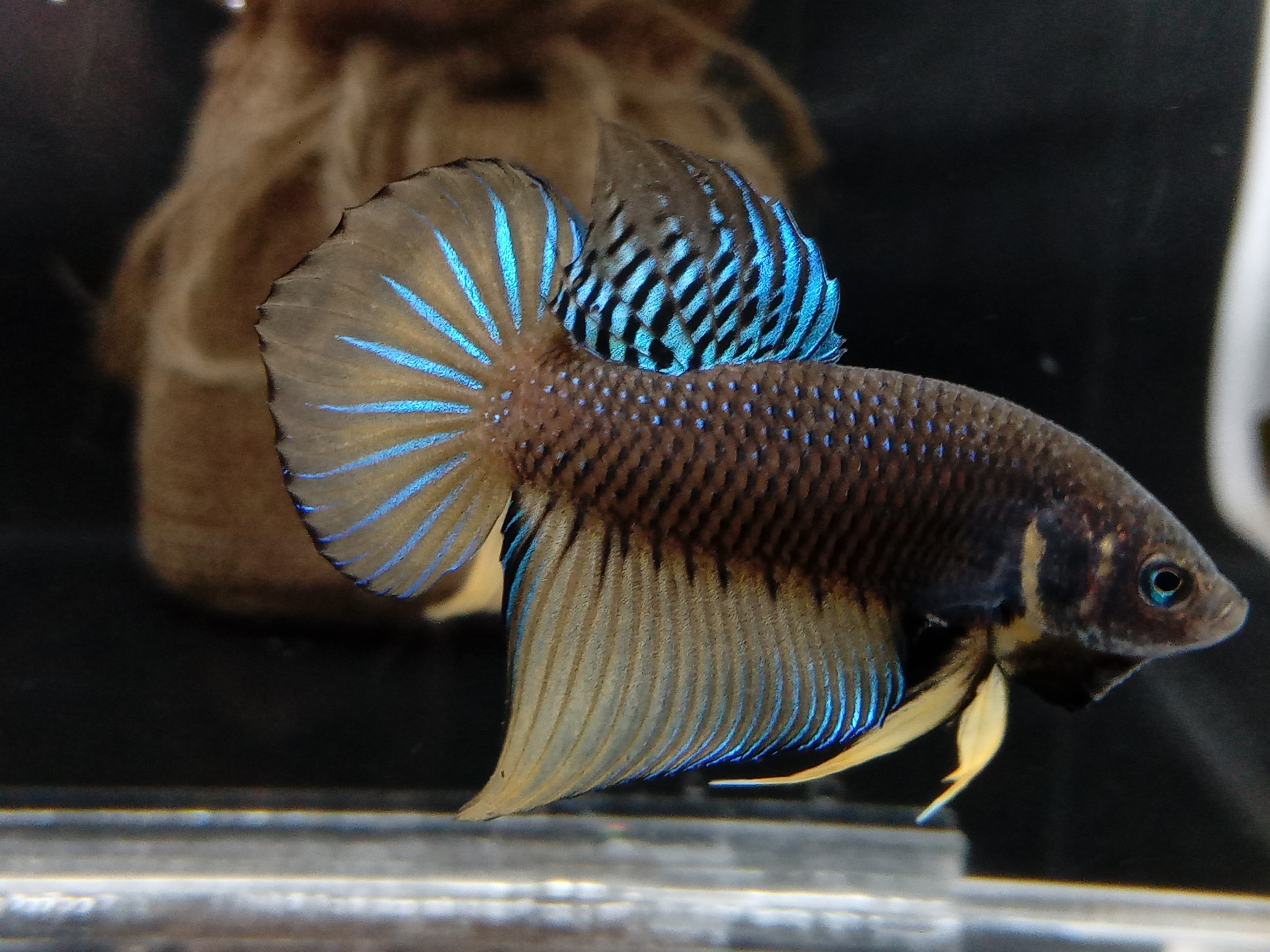 Zain Betta - Yellow Splendens Spadetail Wild Betta
