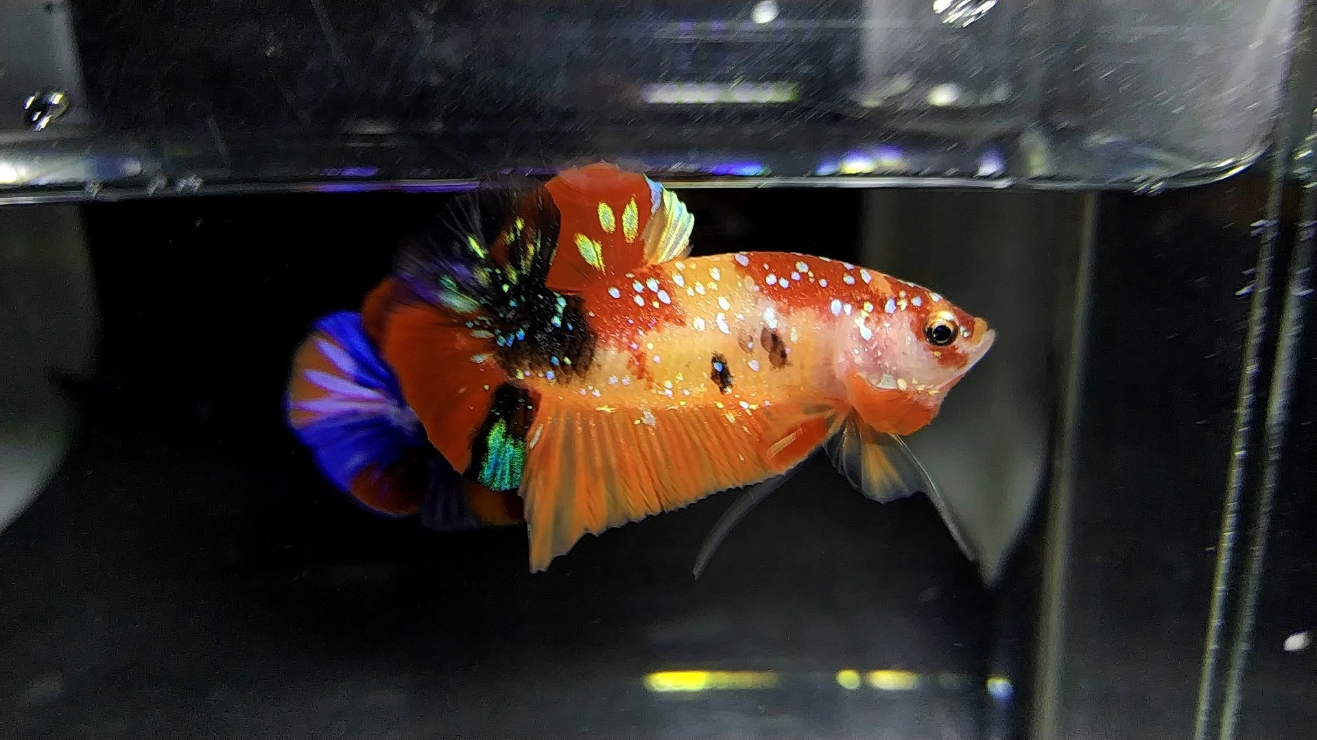 zay bettafish - Nemo copper gold Glitter