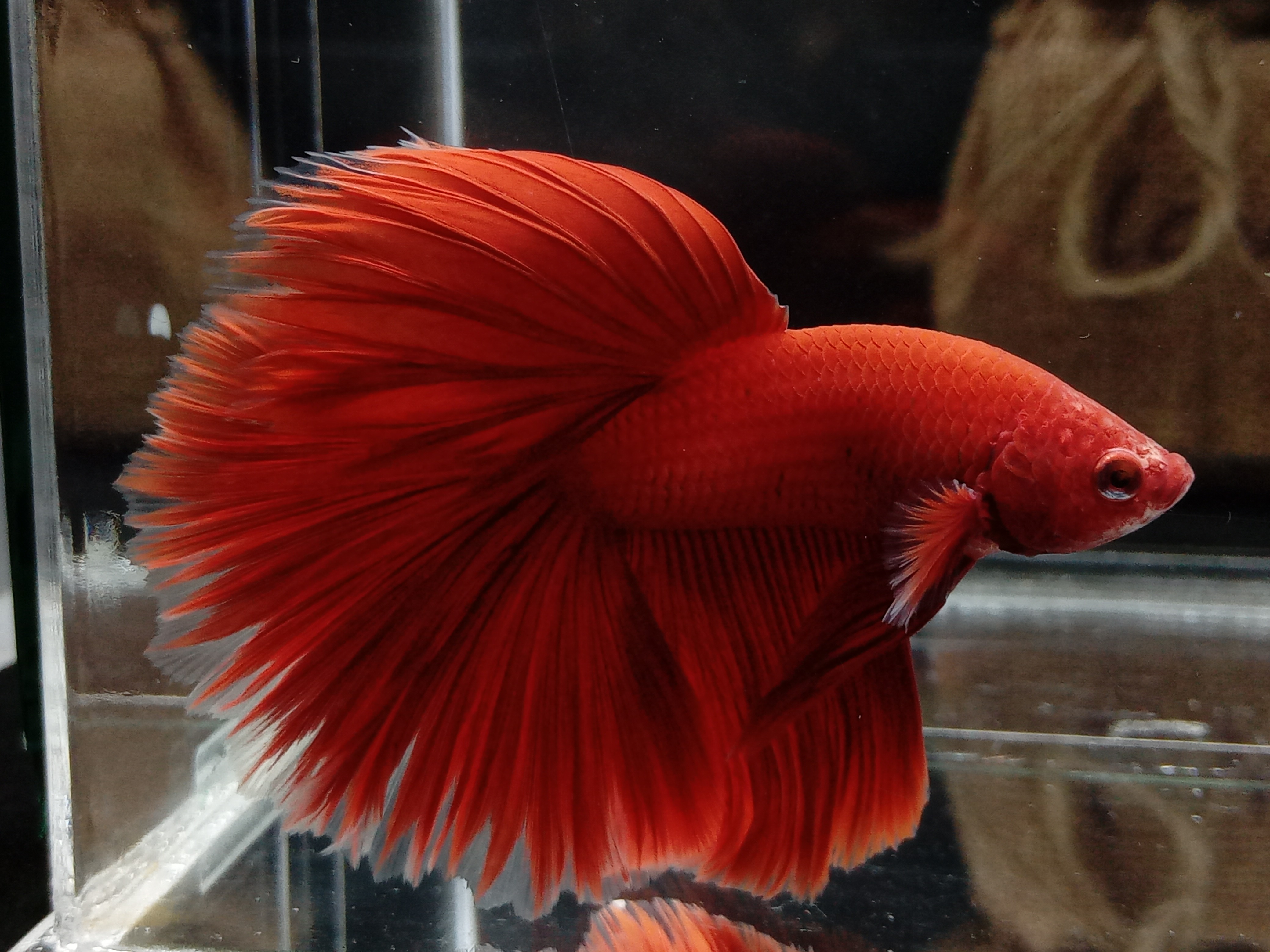 Buy Halfmoon Rosetail Super Red, Fish & Livestock Online in Singapore