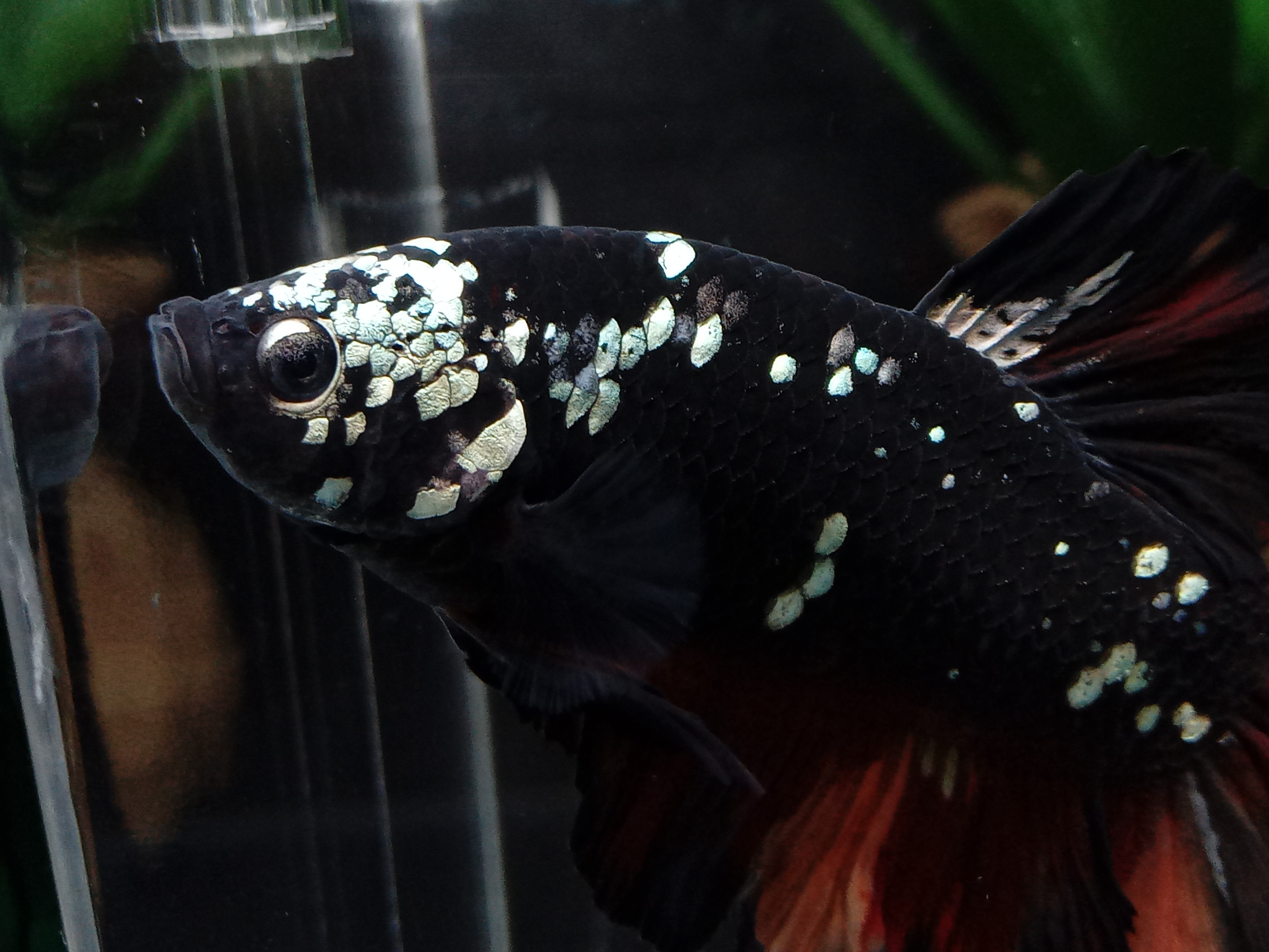 Buy Giant Avatar Nemo Copper BO 5,2cm Monster Betta Rare, Fish ...