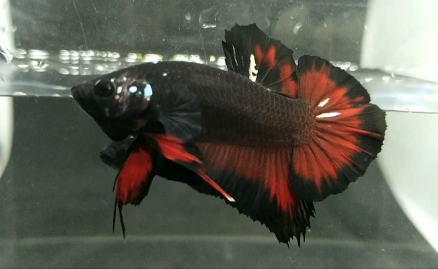 zay bettafish - Avatar vampir hmpk