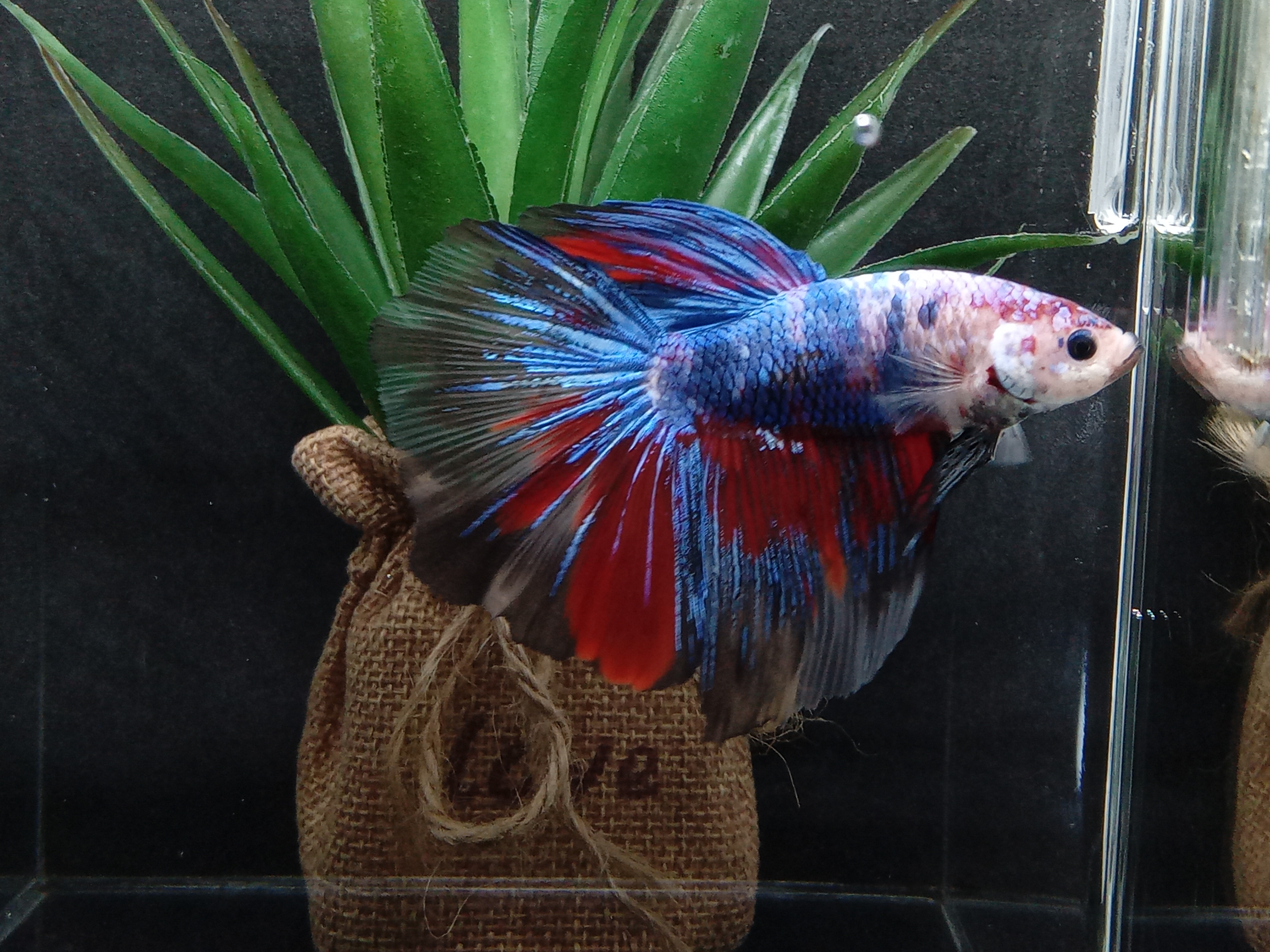 Zain Betta - Giant Halfmoon Monster Betta