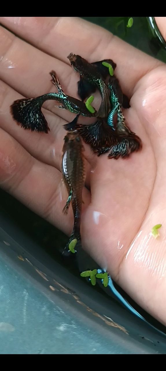 Choabetta - RED DRAGON DUMBO(BIG EARS) PURE STRAIN GUPPIES