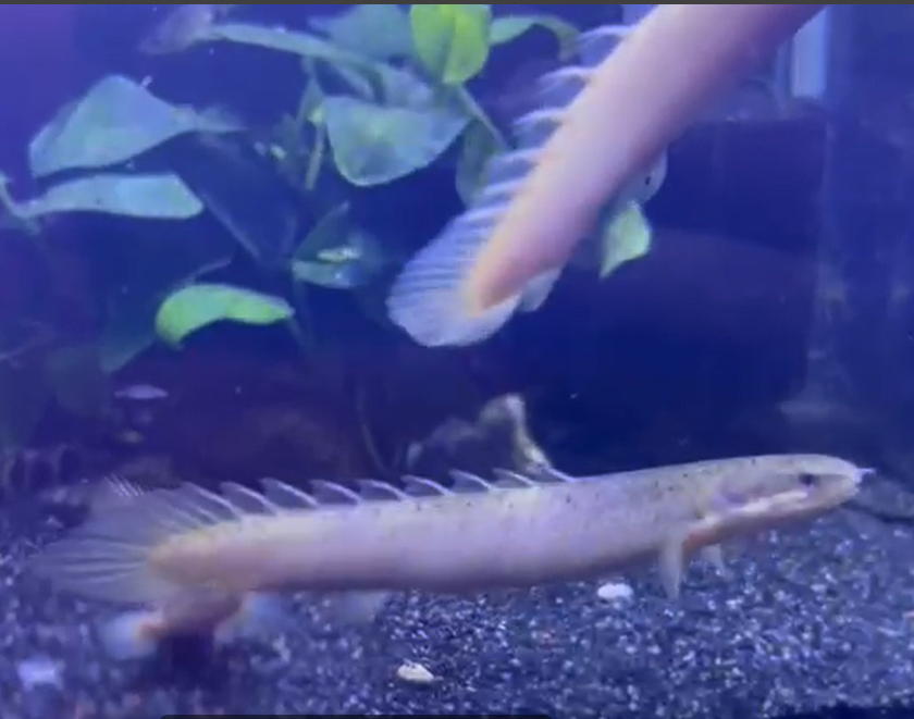 Buy Marble senegalus bichir 10cm, Fish & Livestock Online in Singapore