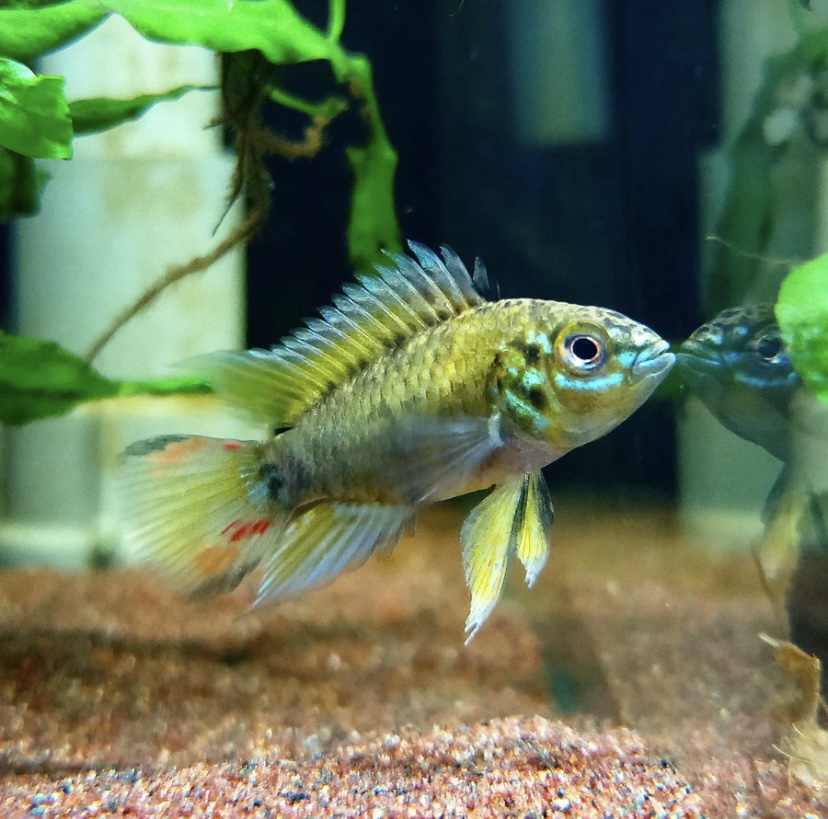 Iven Betta Bukit Timah Clementi - Apistogramma Hoignei (Pair)