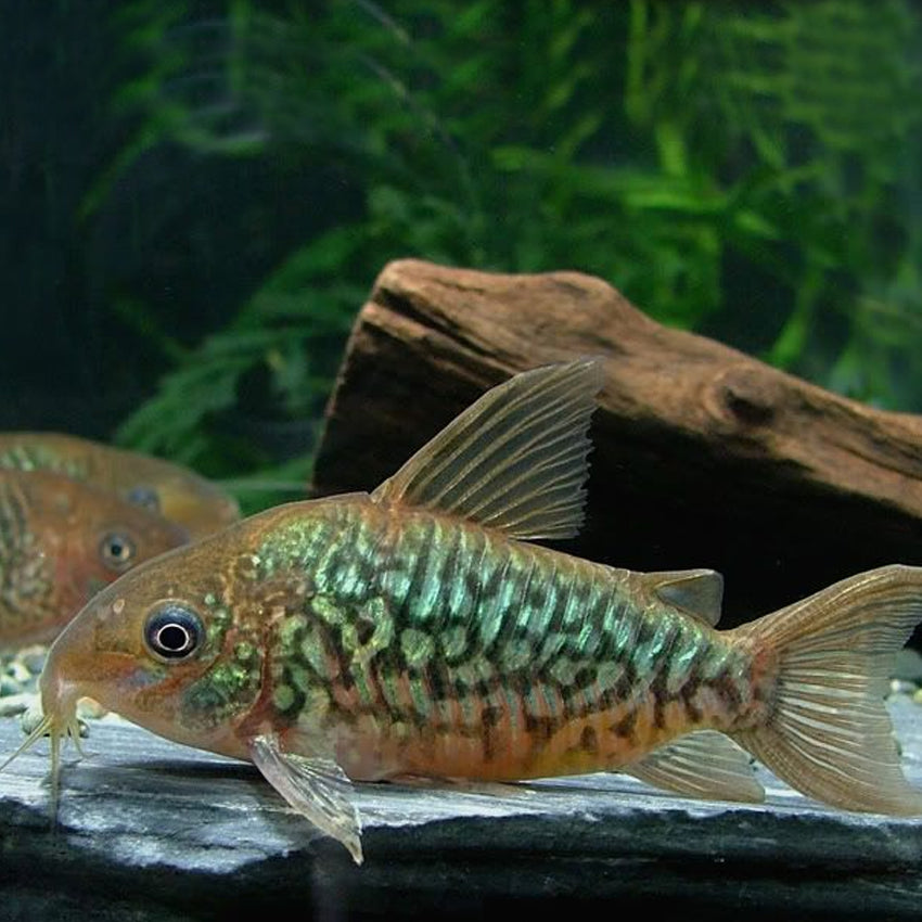 Iven Betta Bukit Timah Clementi - Corydoras Pantanalensis C005 (Pair)