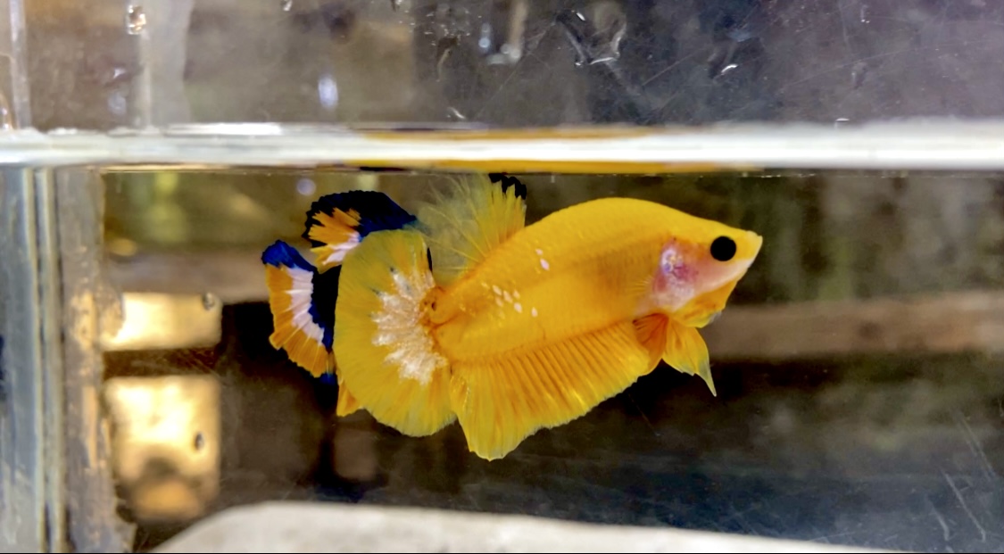 Buy Yellow Hellboy, Fish & Livestock Online in Singapore